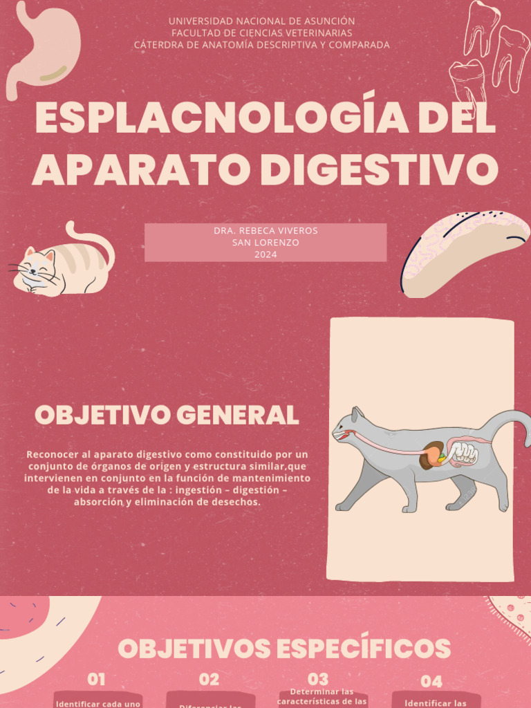 Boca 2024 Compressed | PDF | Sistema digestivo humano | Boca