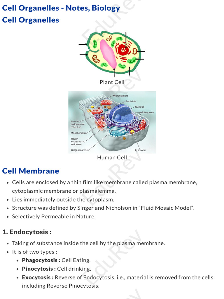 EduRev_Cell Organelles - Notes, Biology | PDF | Cell (Biology) | Cell ...