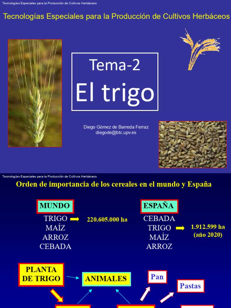 Producción y Calidad del Trigo en España | PDF | Trigo | Alimentos basicos