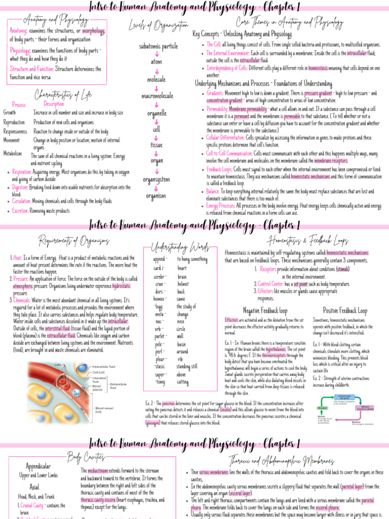 Intro To Human Anatomy and Physiology - Chapter 1 | PDF | Human Body ...