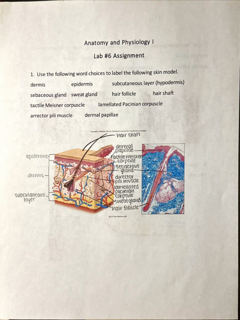 Ch. 6 Lab Activity - Workbook by Cheyenne Crowley | PDF