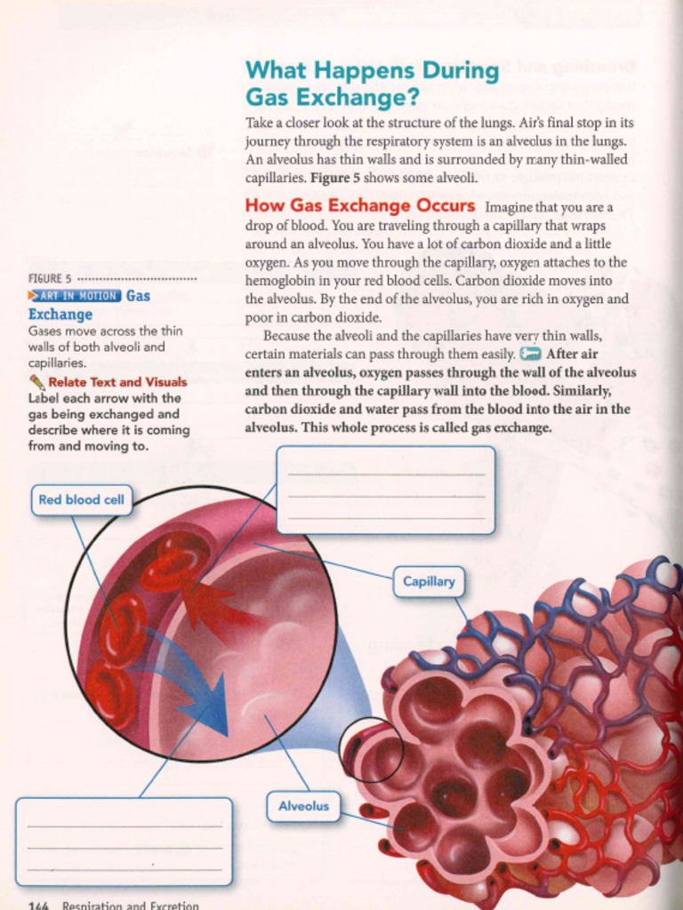 Gas Exchange Reading | PDF