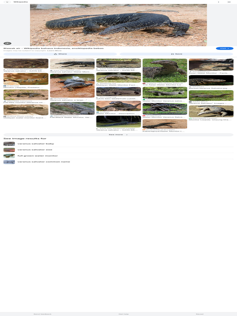 Facts About Varanus Salvator | PDF | Squamata | Reptile