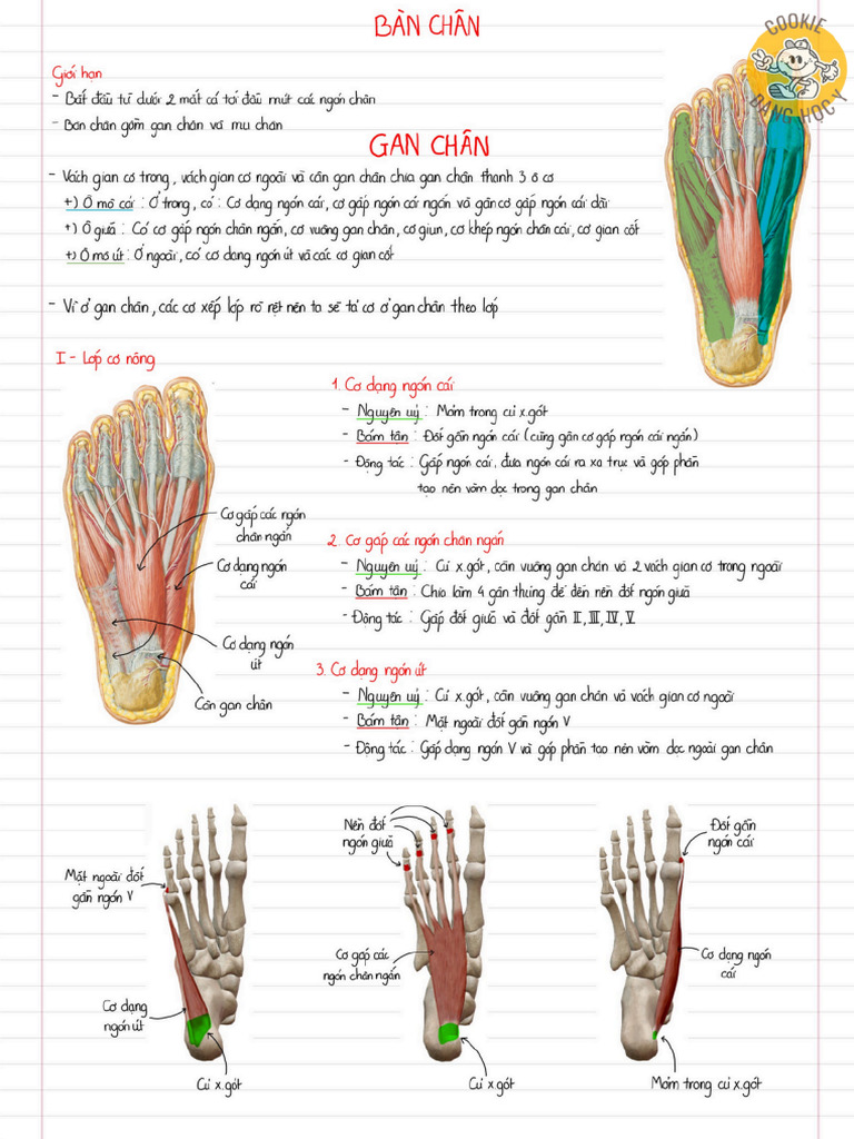 LT - BÀN CHÂN | PDF