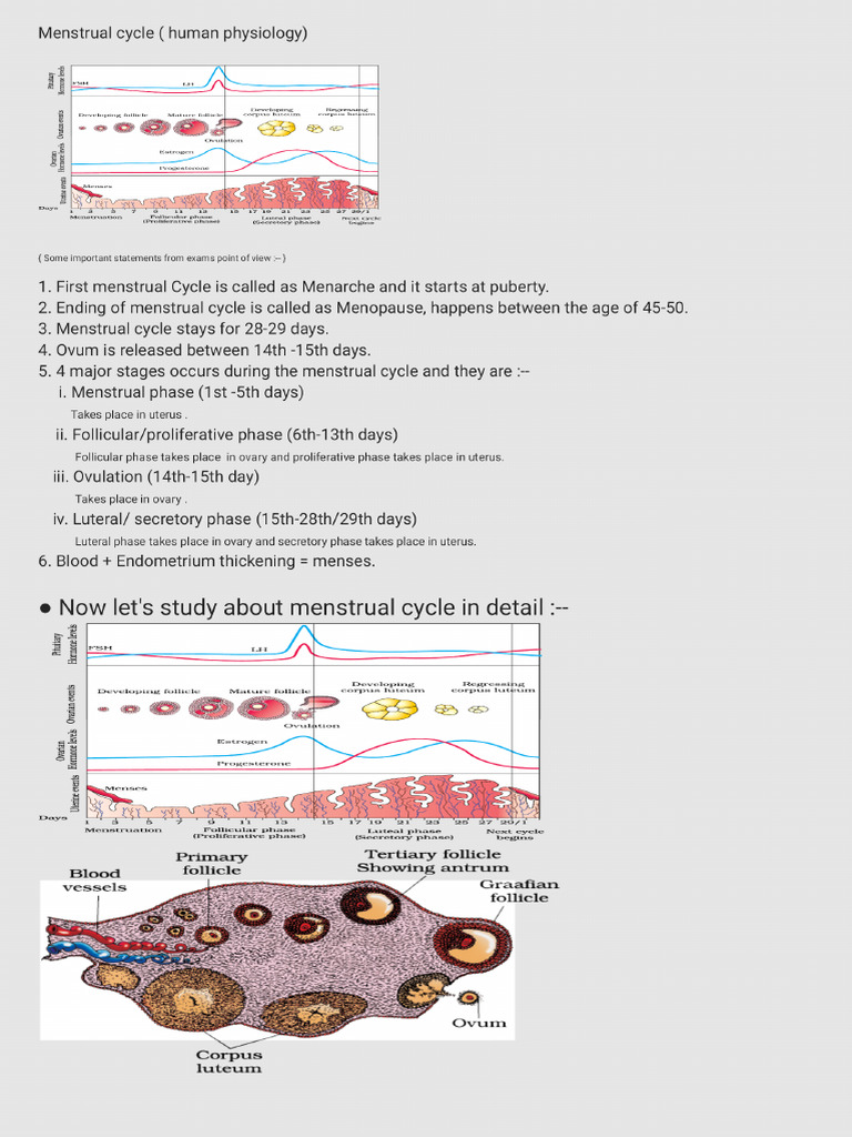 Menstrual Cycle | PDF