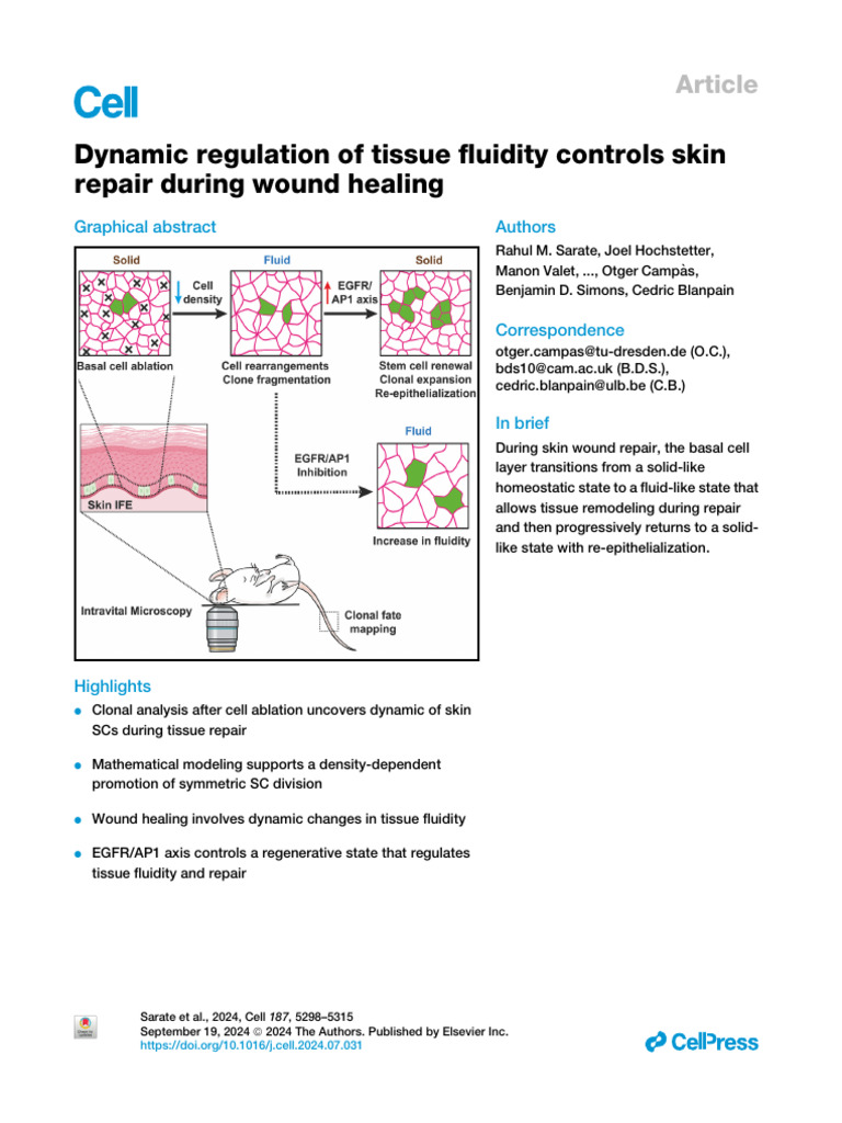 Dynamic Regulation of Tissue Fluidity Controls Skin Repair During Wound ...