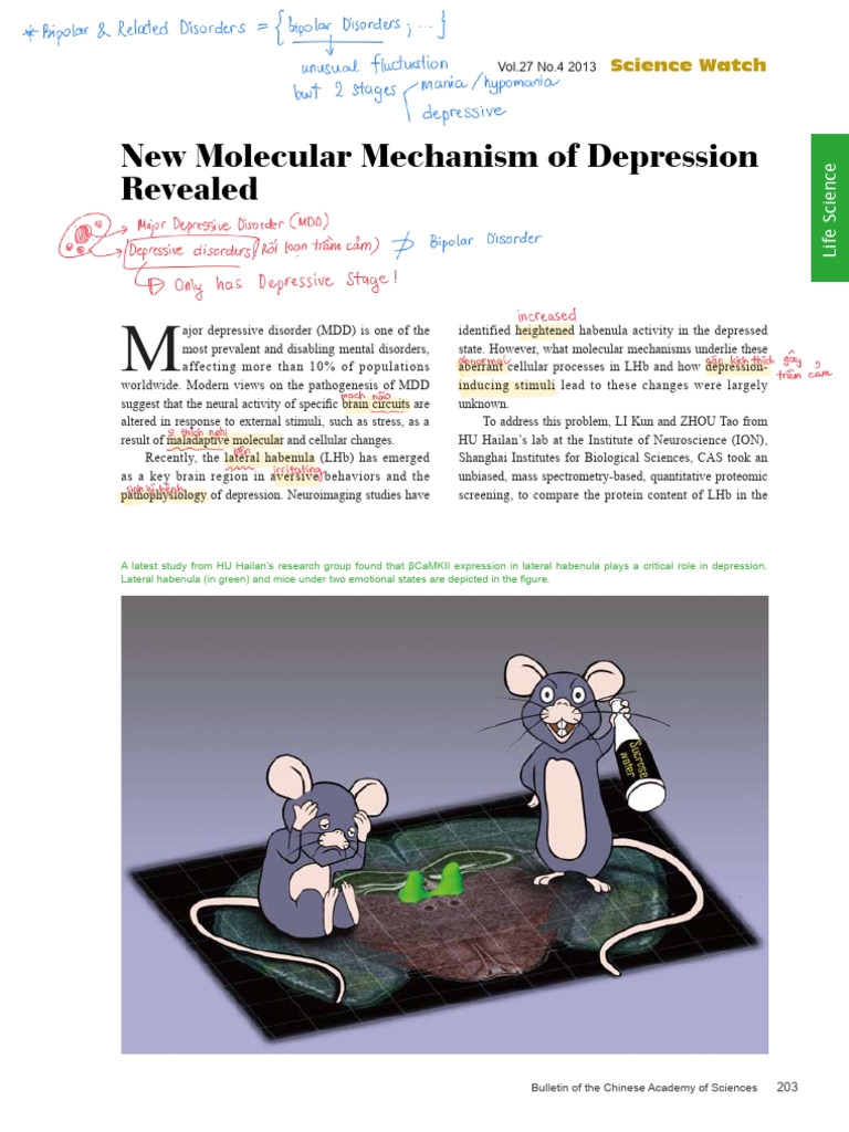 New Molecular Mechanism of Depression Revealed | PDF | Major Depressive ...