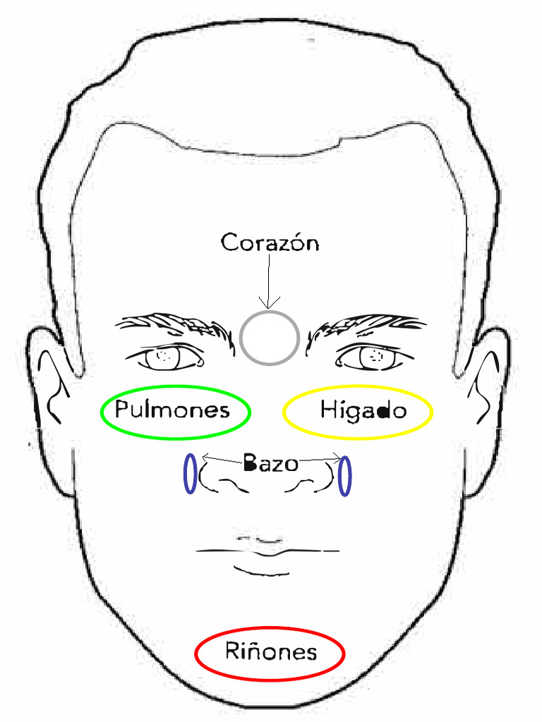 Cara Normal | PDF | Órgano (anatomía) | Anatomía