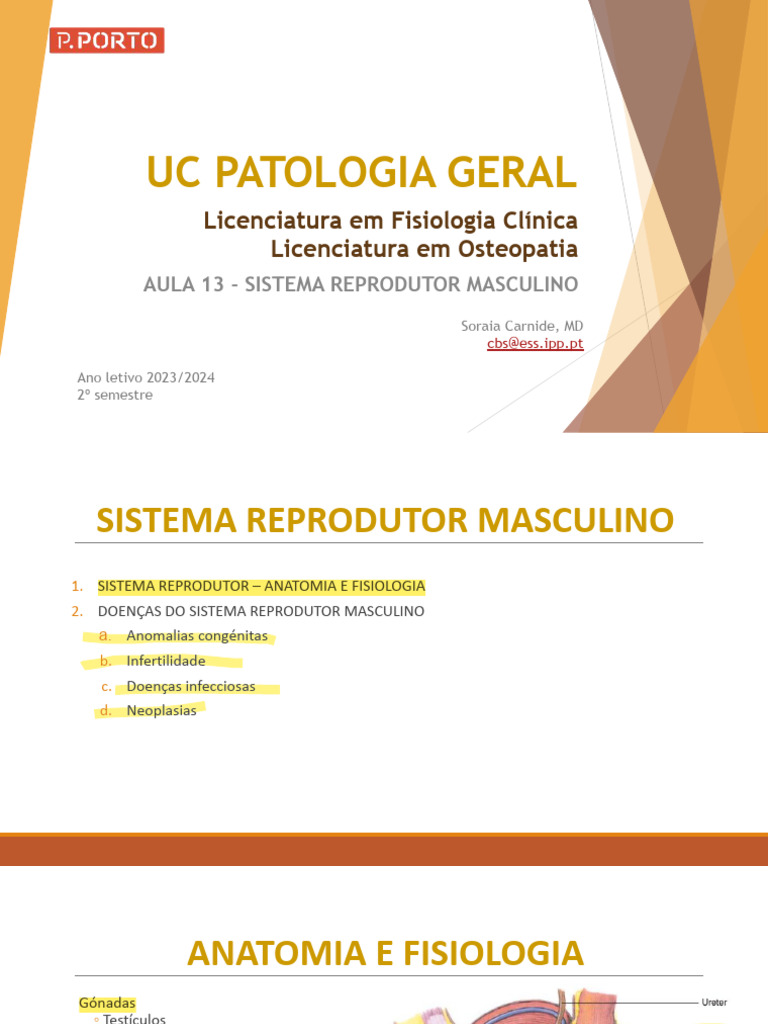 Aula 13. Sistema Reprodutor Masculino 2024 | PDF | Câncer de próstata | Câncer