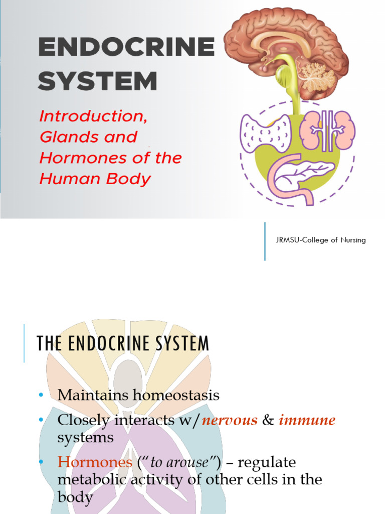 Endocrine System Overview and Disorders | PDF | Endocrine System ...