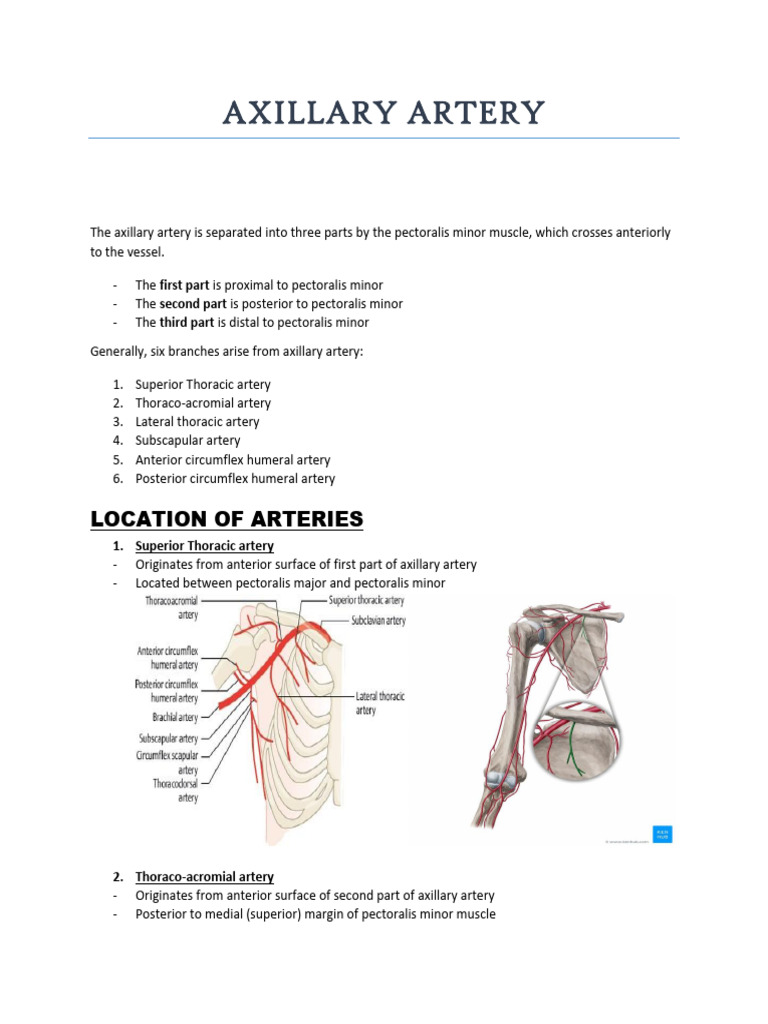 Axillary Artery and Brachial Plexus Overview | PDF | Musculoskeletal ...