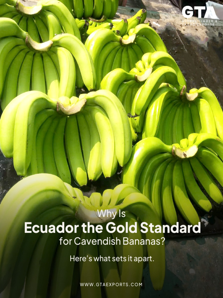 Why Is Ecuador The Gold Standard | PDF