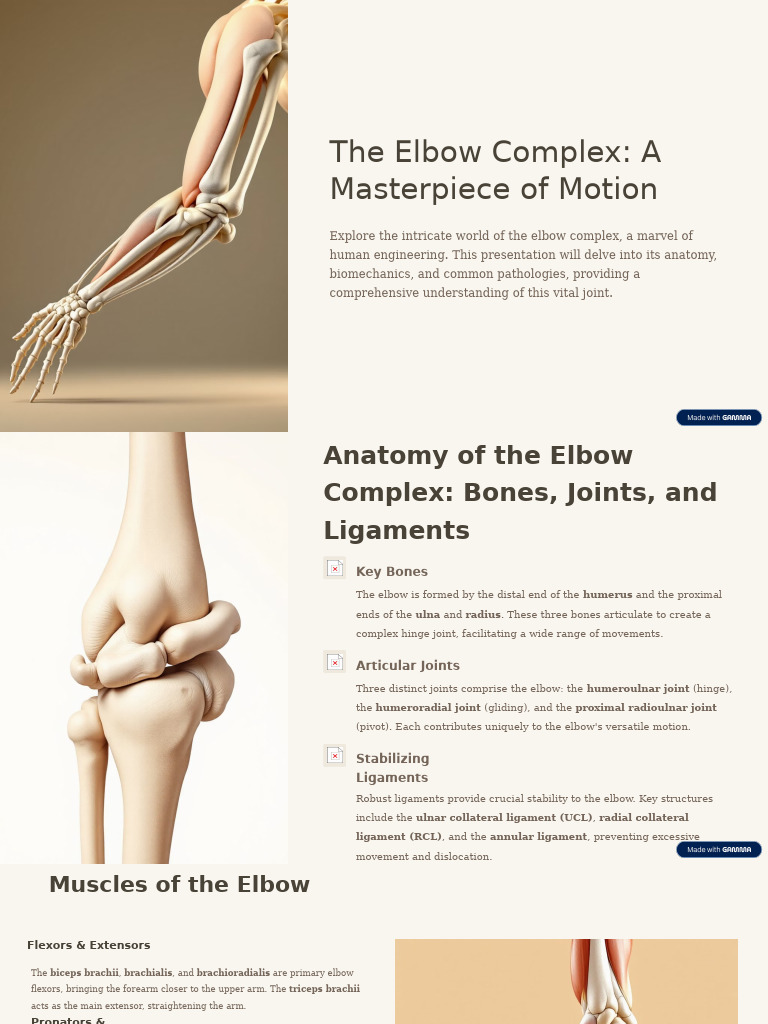 The Elbow Complex A Masterpiece of Motion | PDF | Elbow | Anatomical ...