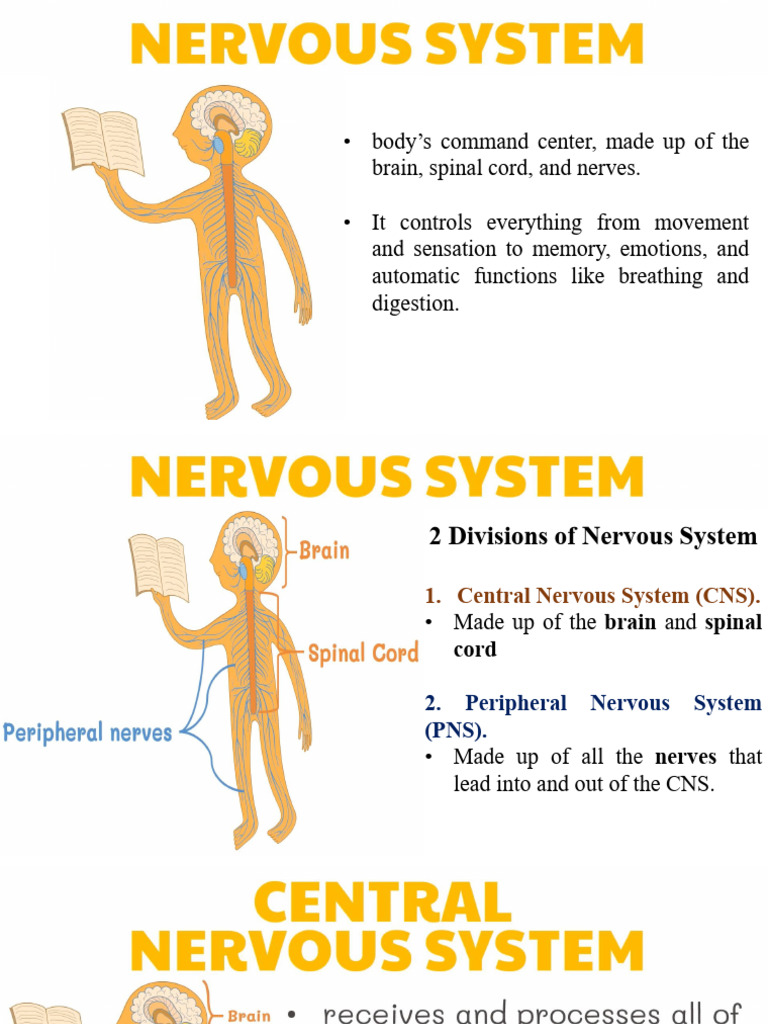 Nervous System | PDF
