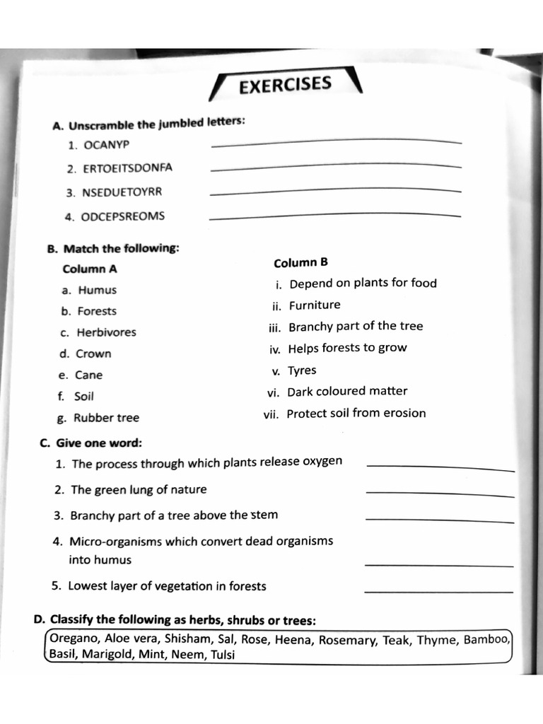Chapter Forest - Revision Worksheet | PDF