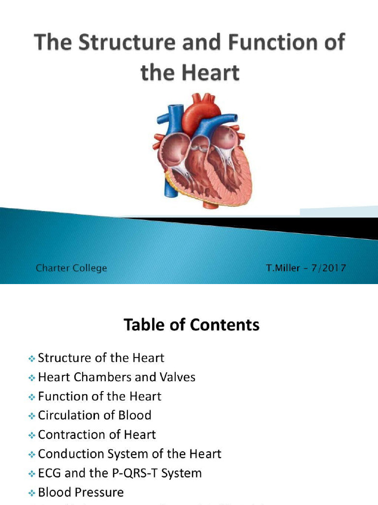 The Structure and Function of the Heart | PDF