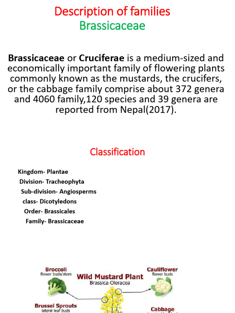 Brassicaceae family | PDF | Petal | Leaf
