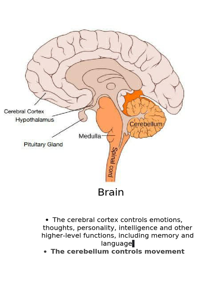 Understanding Brain Functions and Lobotomy Effects | PDF