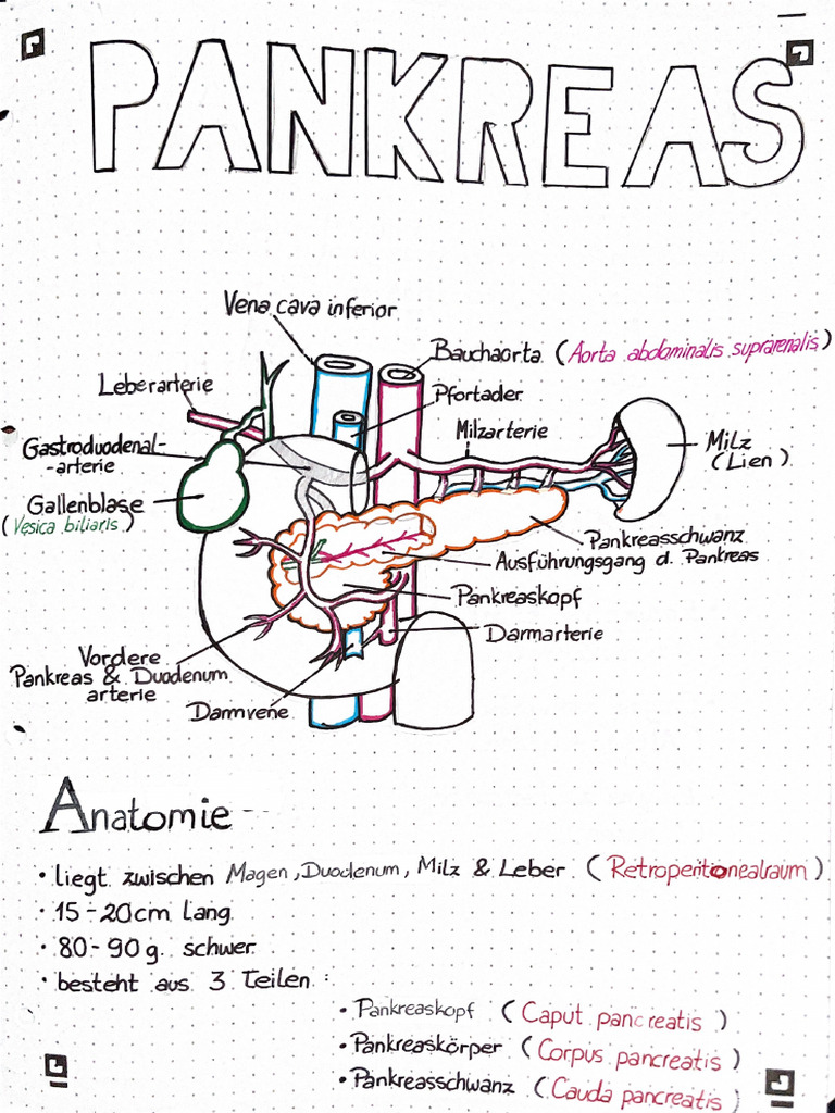Pankreas Und Insulin | PDF