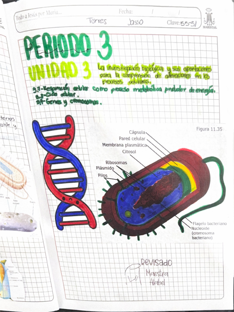 Libreta Jasso P3 Bio | PDF