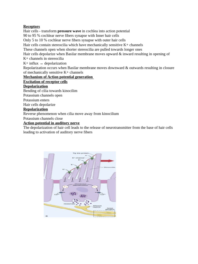 Action Potential Ear | PDF