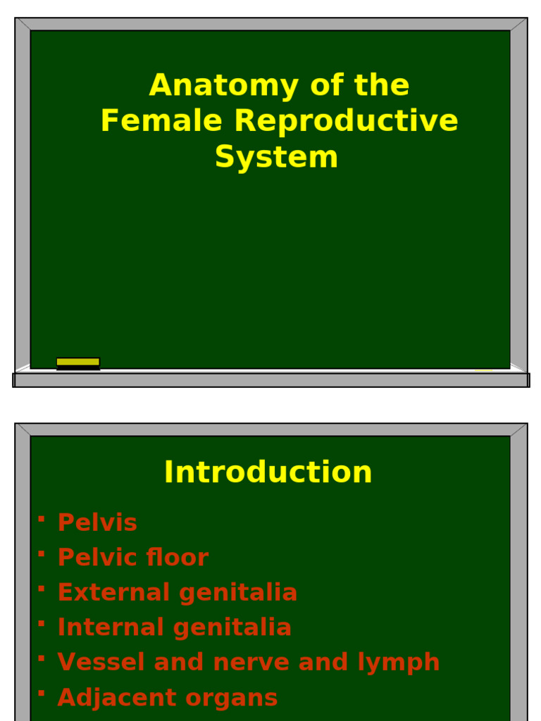 Anatomy Lecture | PDF | Pelvis | Labia