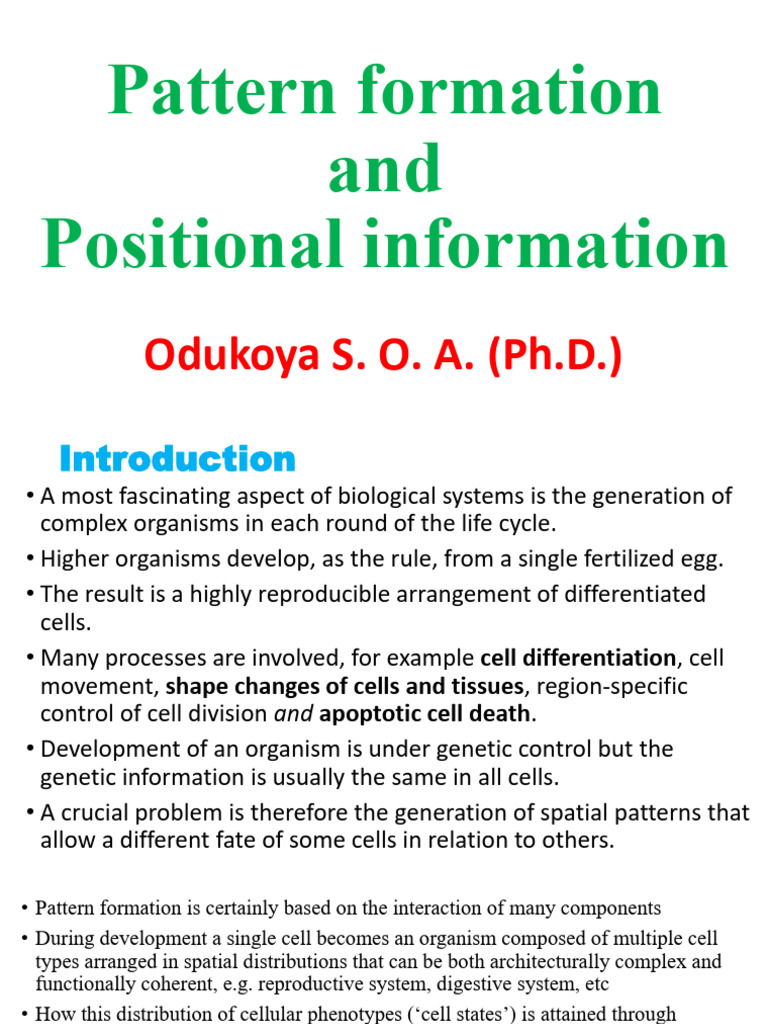 Mechanisms of Pattern Formation in Development | PDF | Morphogenesis ...
