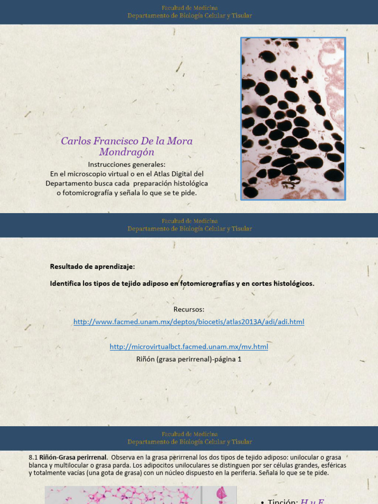 Practica 8 | PDF | Tejido adiposo | Tejido (biología)