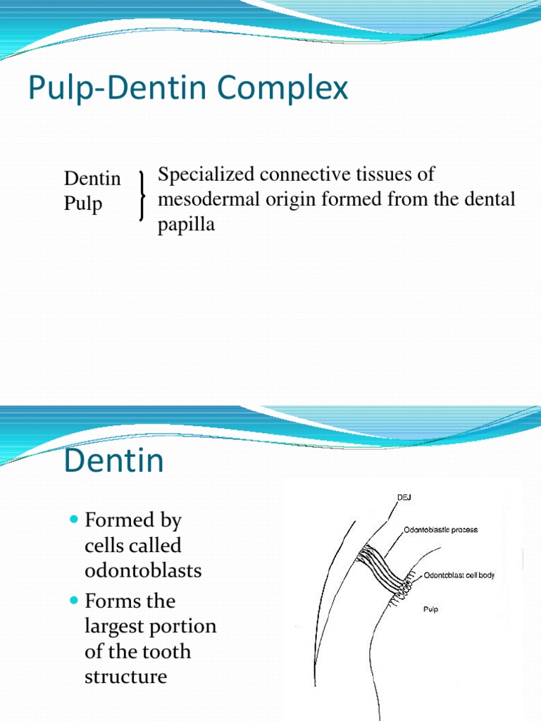 (RestoDent) Dentin-Pulp Complex | PDF | Dentin | Human Tooth