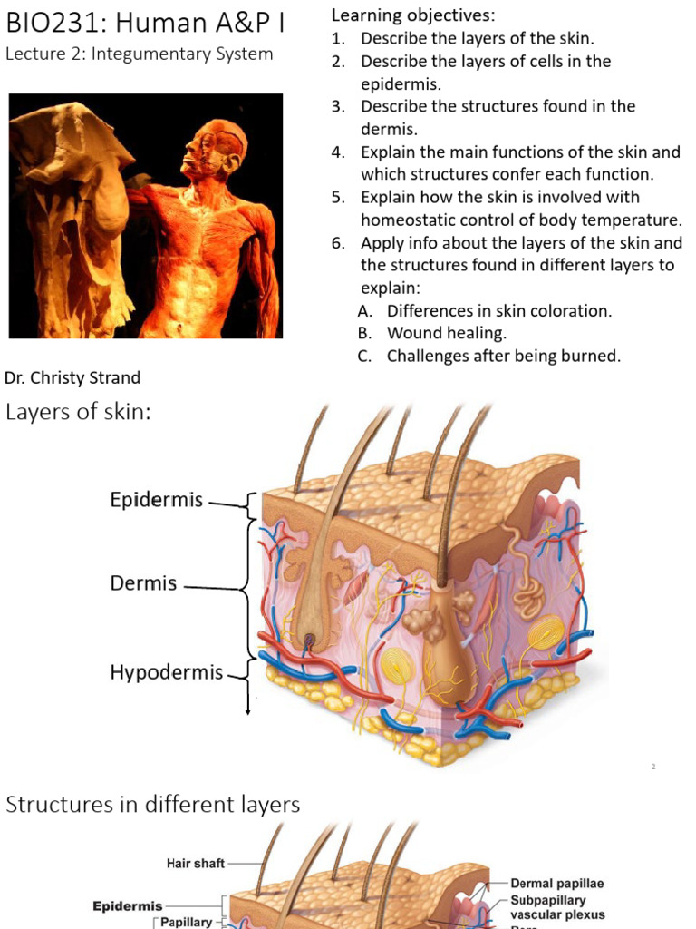 231L2-Integument | PDF | Skin | Integumentary System