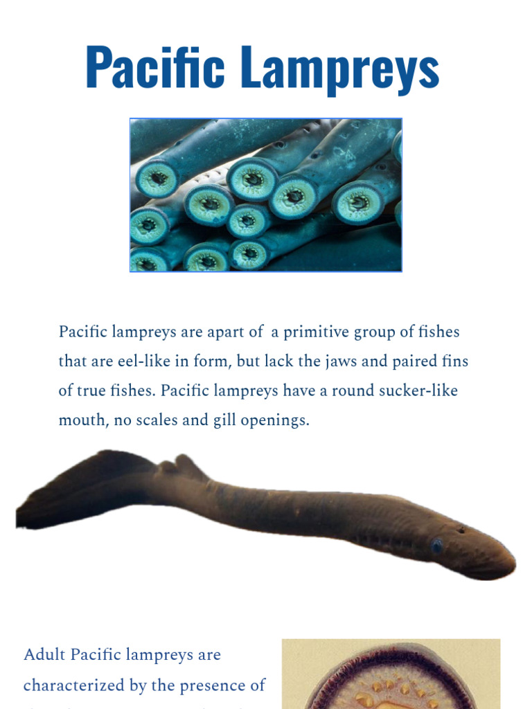 Pacific Lampreys | PDF