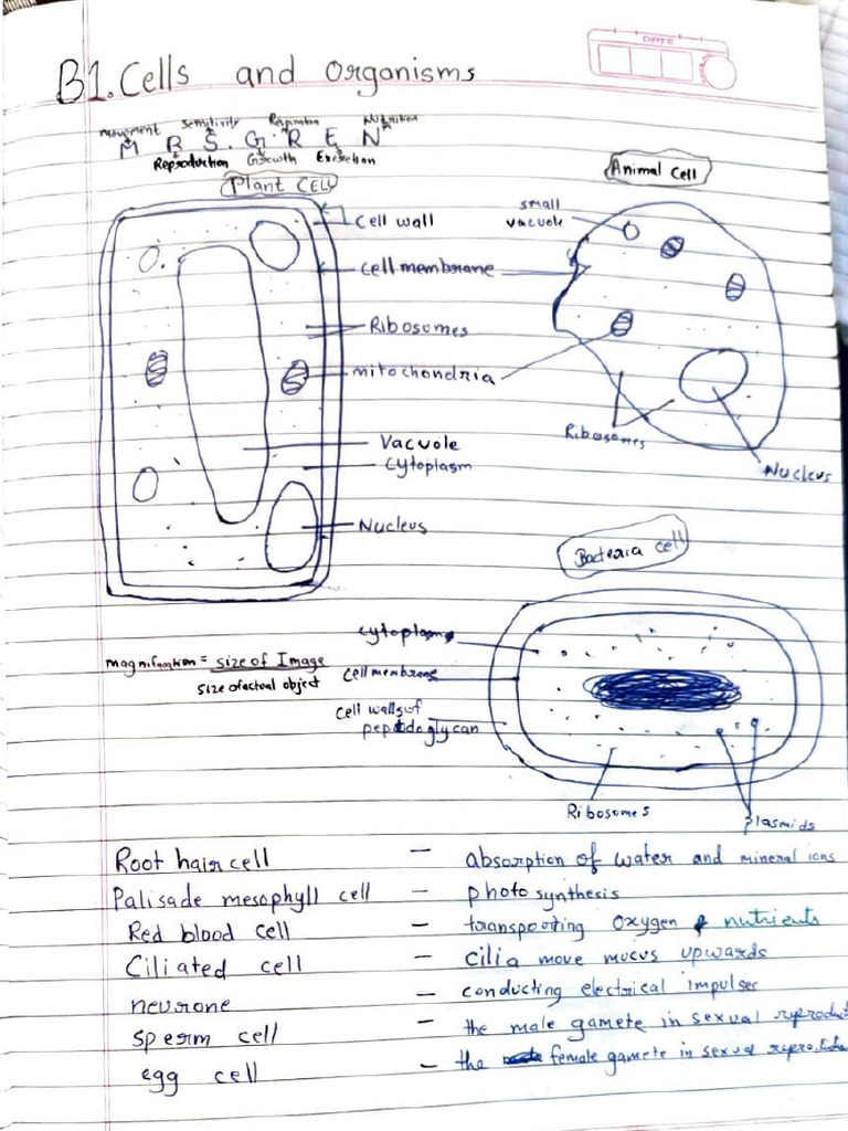 Bio Notes | PDF