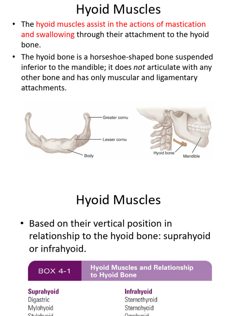 Lecture 8 HN Hyoid Muscles (3) | PDF | Human Anatomy | Soft Tissue