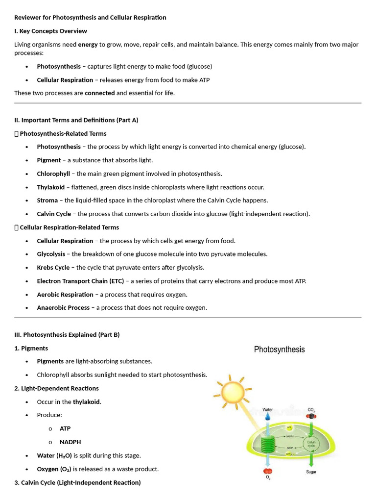 Photosynthesis & Cellular Respiration Guide | PDF | Cellular ...