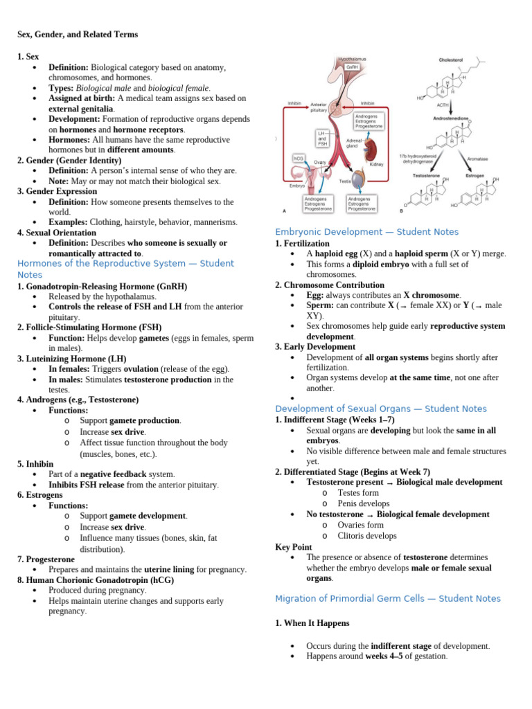 Reproductive System | PDF | Menstrual Cycle | Uterus