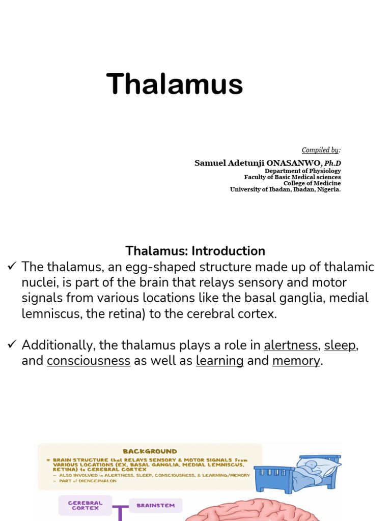Understanding the Thalamus Functions | PDF | Thalamus | Brain