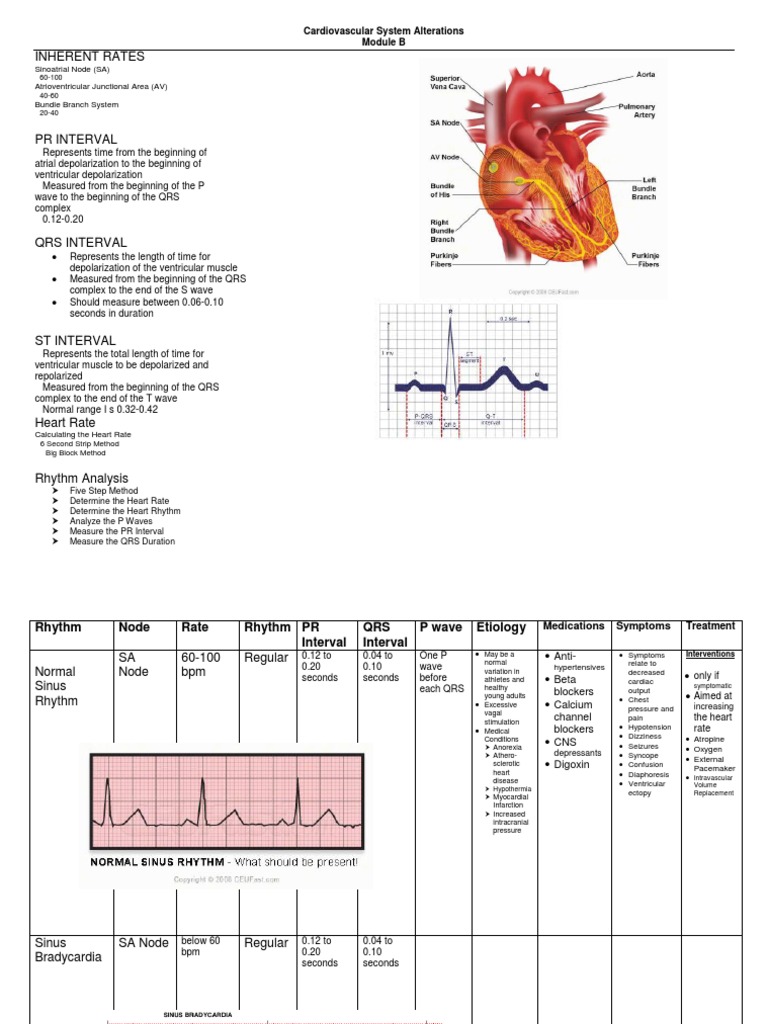 Inherent Rates: Cardiovascular System Alterations Module B | PDF ...