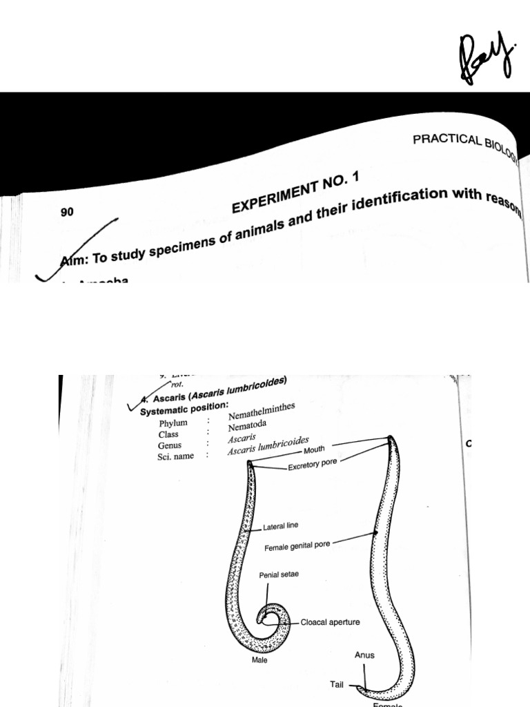 Zoology Practical. Ar | PDF