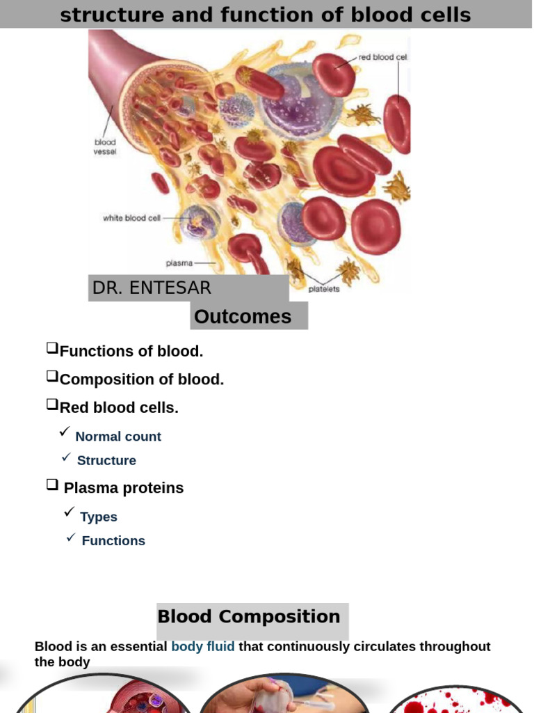 Structure and Function of Blood Cells | PDF | Blood | Blood Cell