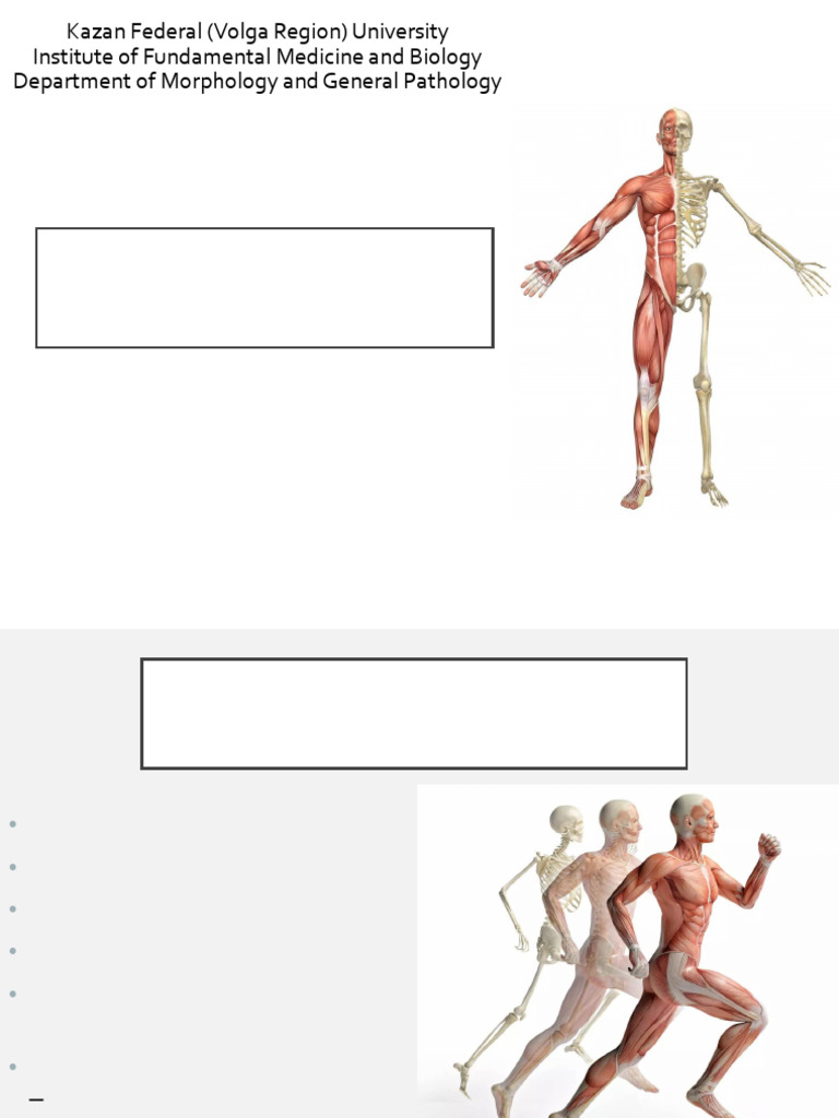 Muscle Tissue: Types and Functions | PDF | Skeletal Muscle | Tissue ...