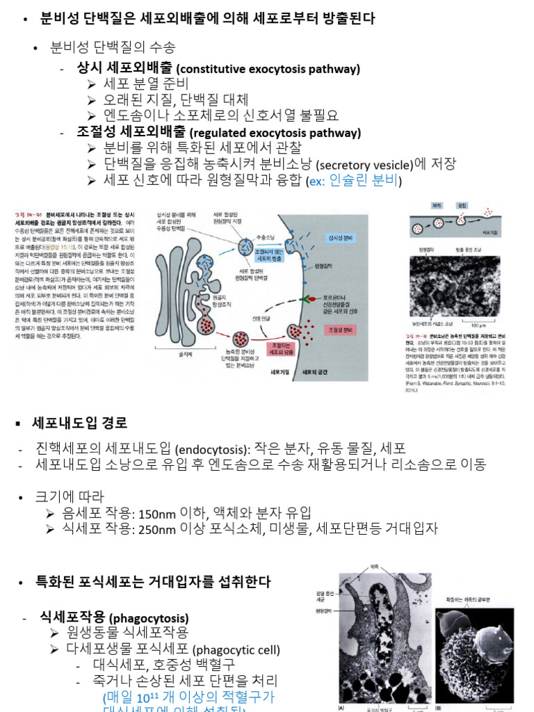 2024_spring_cellbio_3N_week8_01 | PDF