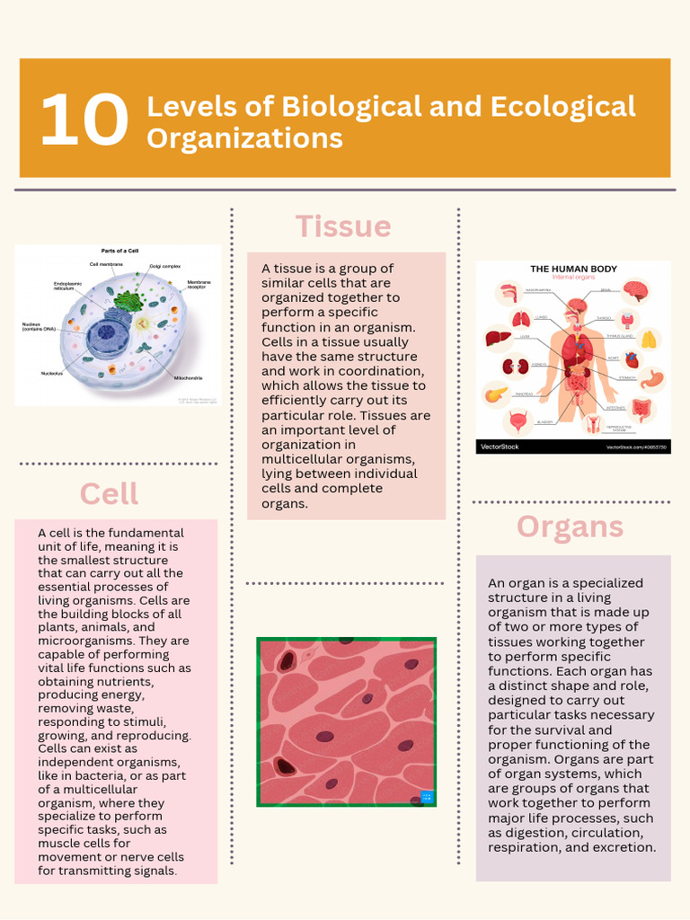 Understanding Biological Levels of Organization | PDF | Ecology | Ecosystem