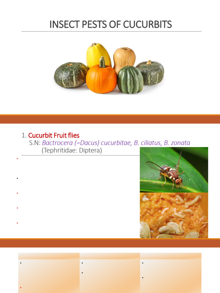 Insect Pests of Cucurbits | PDF | Pupa | Insects