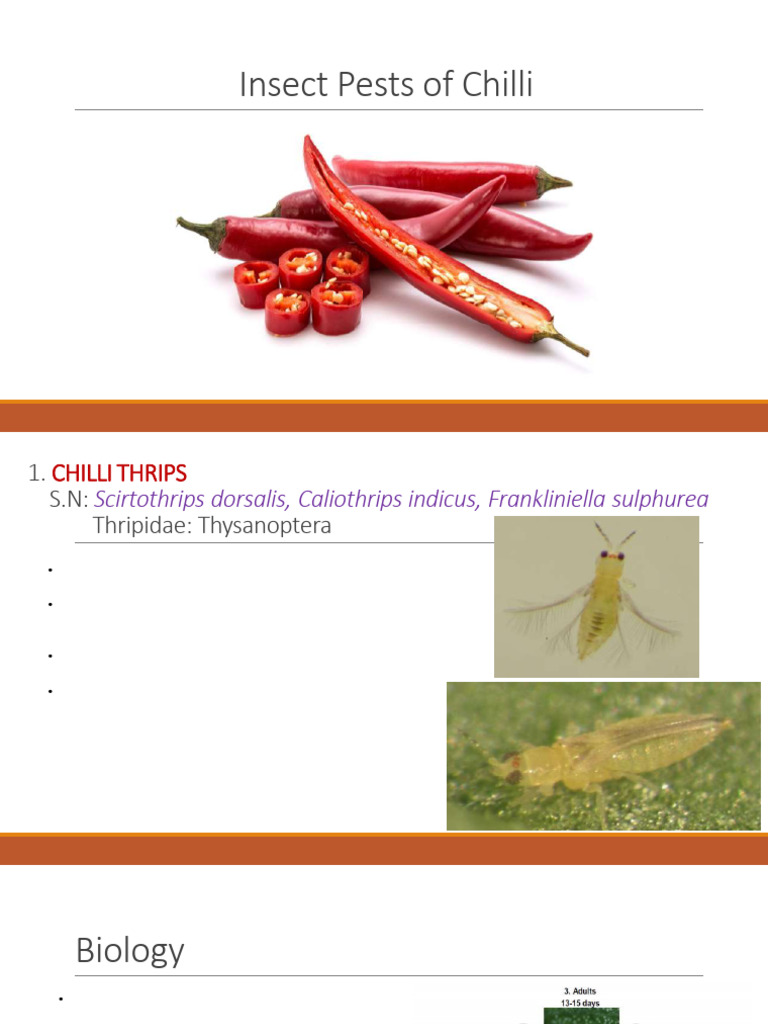 Insect Pests of Chilli | PDF | Insects