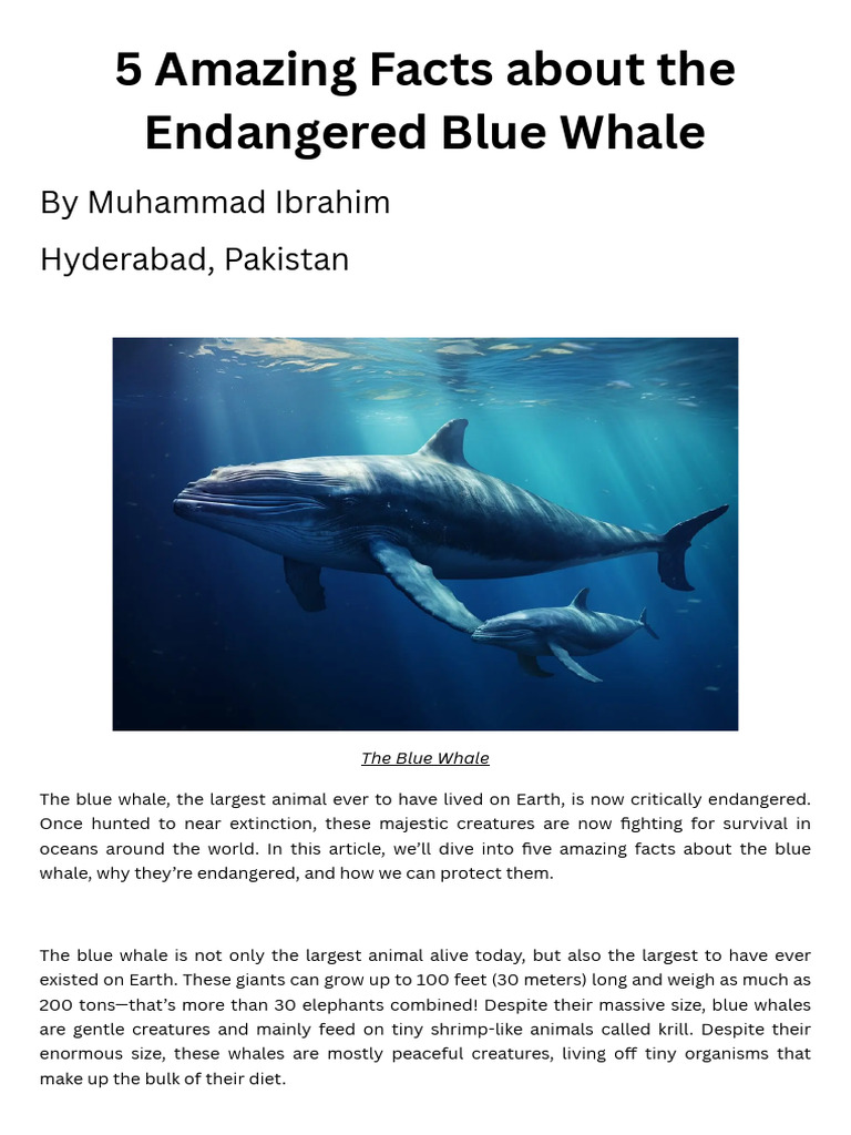 5 Facts About Endangered Blue Whales | PDF | Whales | Endangered Species