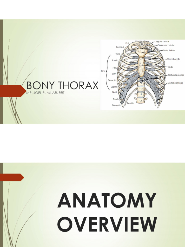 Bony Thorax 1 | PDF | Thorax | Human Anatomy