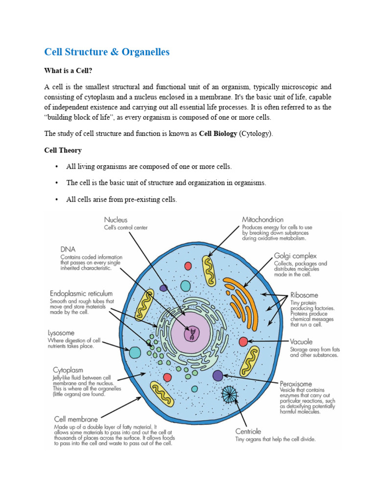 Cell and organelle | PDF | Endoplasmic Reticulum | Cell Membrane