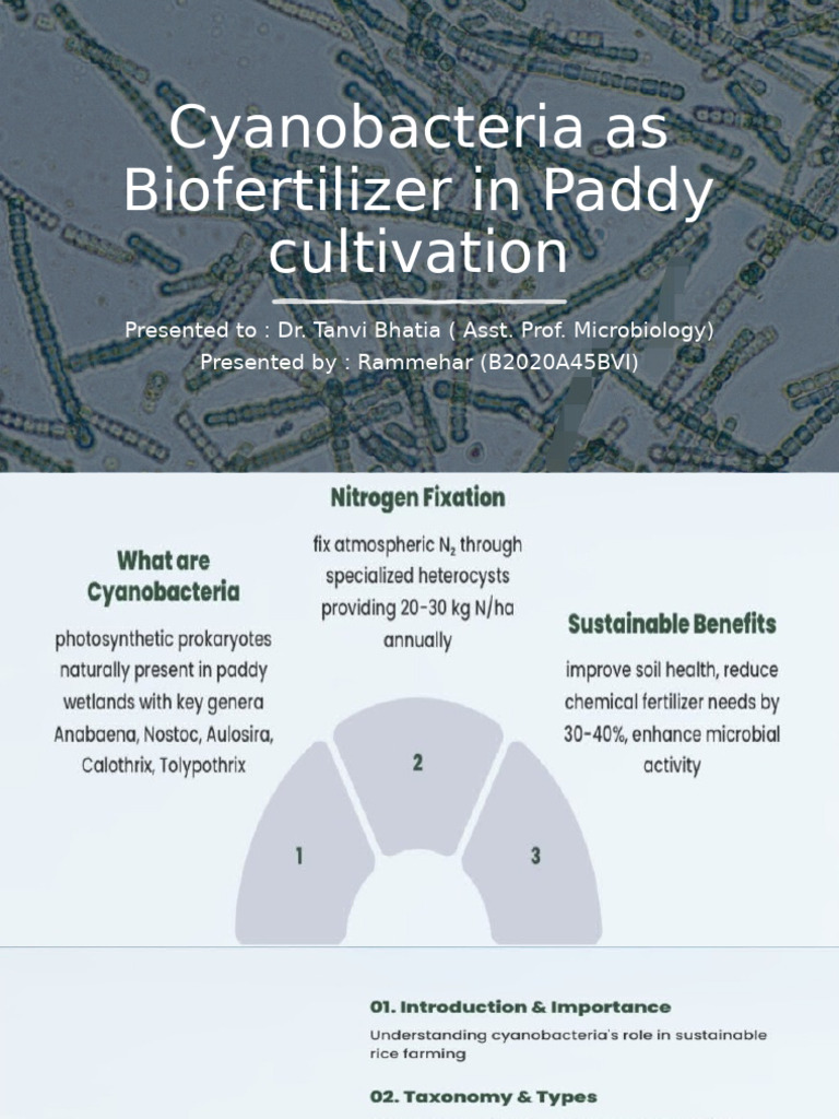Microbiology Cyanobacteria and its role in paddy cultivation | PDF