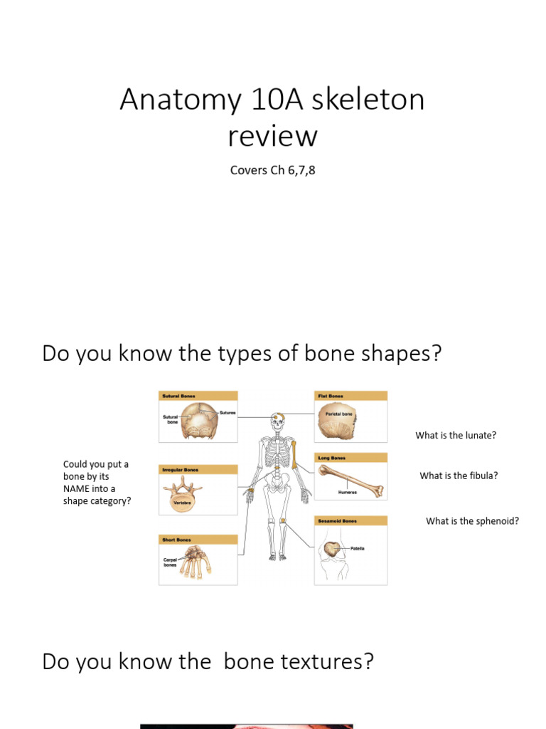 Skeleton_review_concepts | PDF | Bone | Anatomical Terms Of Motion