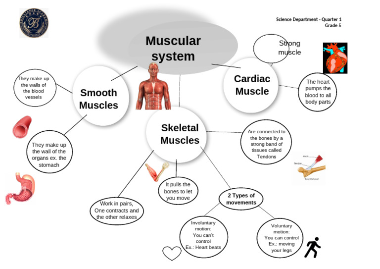 Grade 5 Muscular System Overview | PDF | Muscle | Medical Specialties